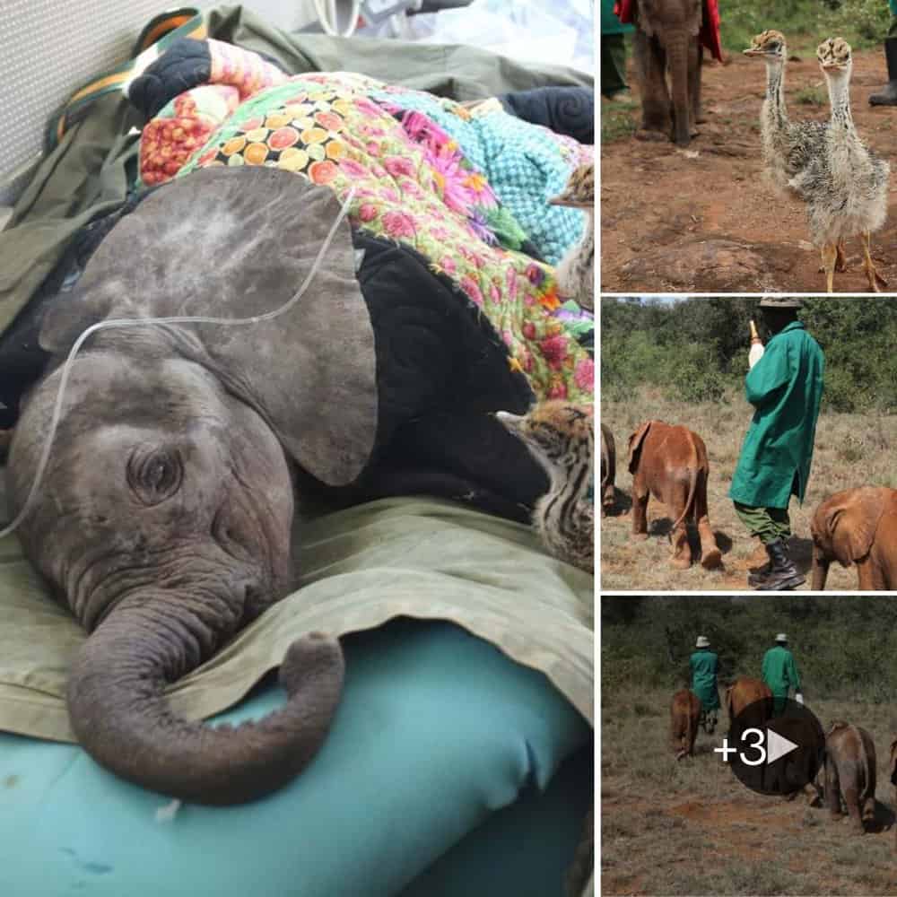 Rescued: Baby Elephant and Ostrich Chicks Find Hope in Kenya Wilderness