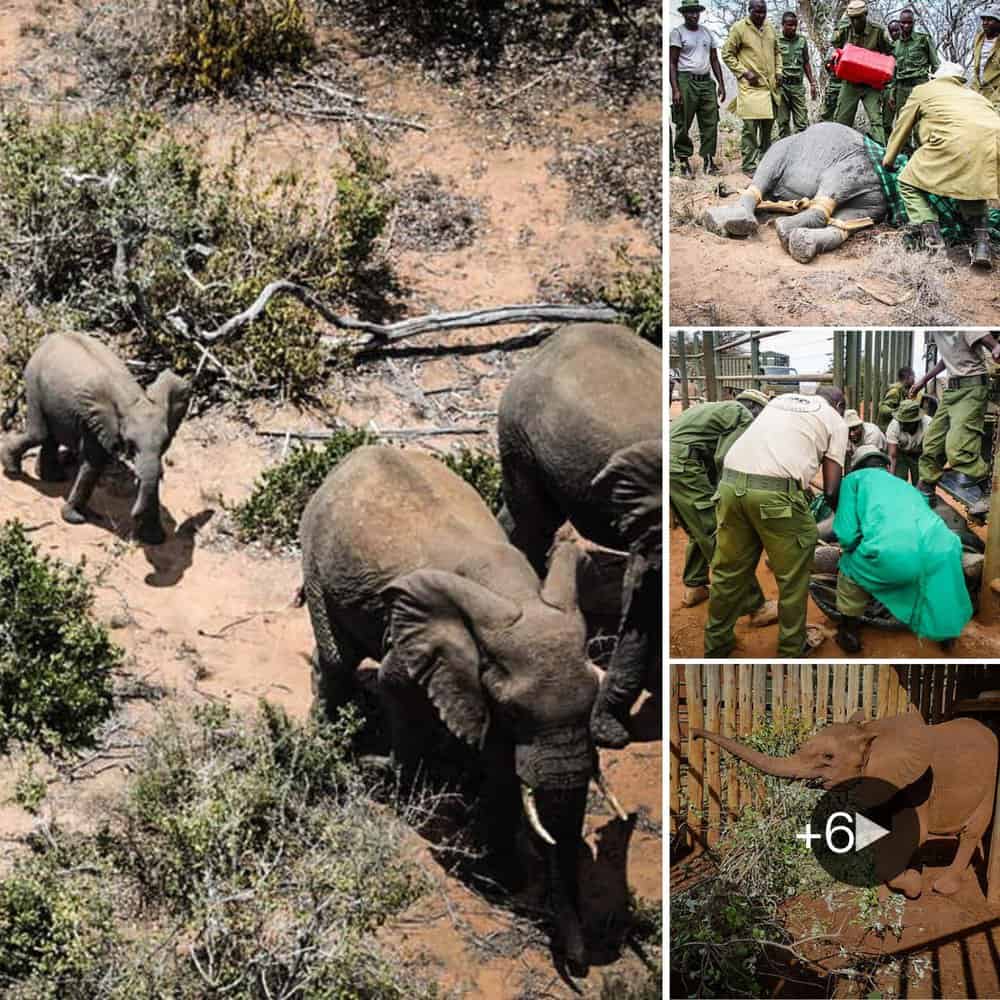 Rescued: The Heartwarming Tale of Pika Pika, the Young Elephant Who ...