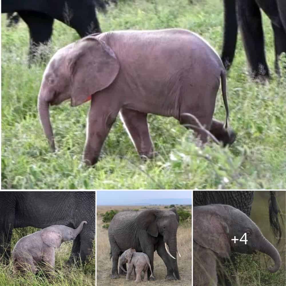 The Unconventional Triumph of the Pink Elephant: A Story of Nature's ...