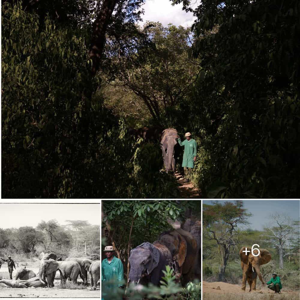 Umani Springs: A Remarkable Sanctuary for Orphaned Elephants in Kibwezi ...
