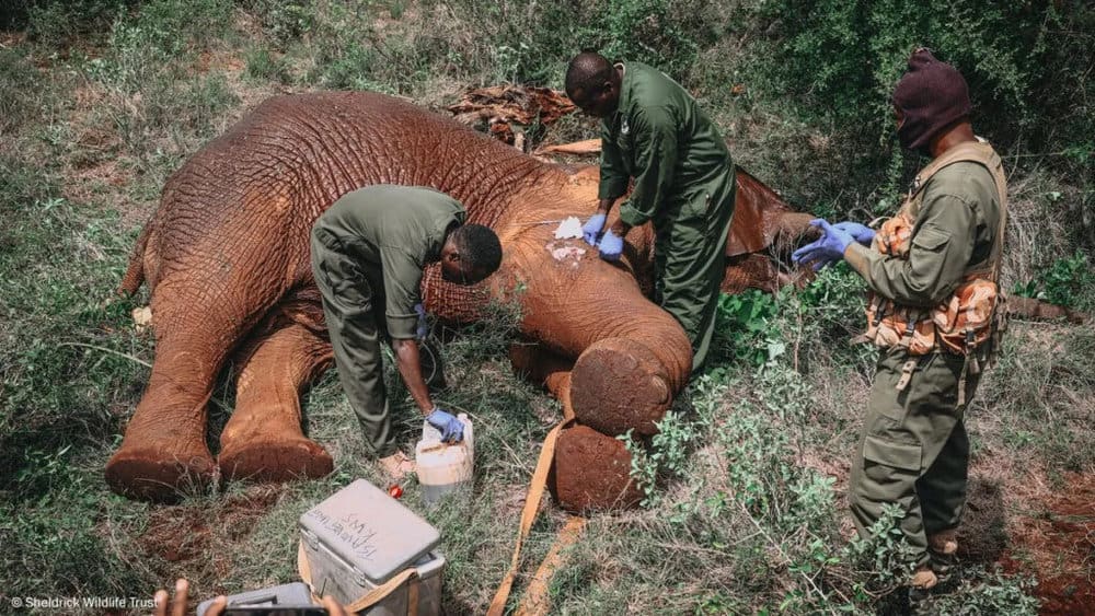 Team of Heroes Rescues Trapped Elephant from Cruel Trap
