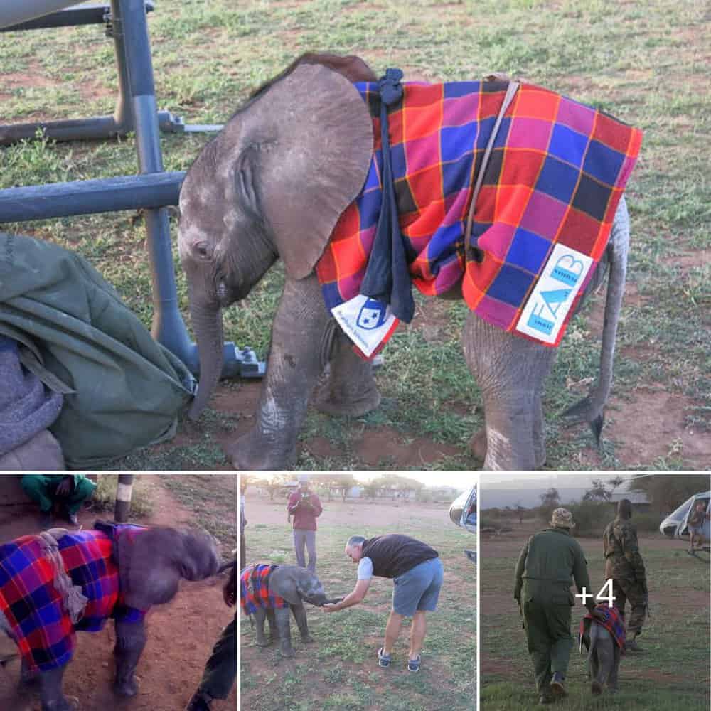 A Heartwarming Tale of Resilience: Orphaned Elephant Calf Finds New ...