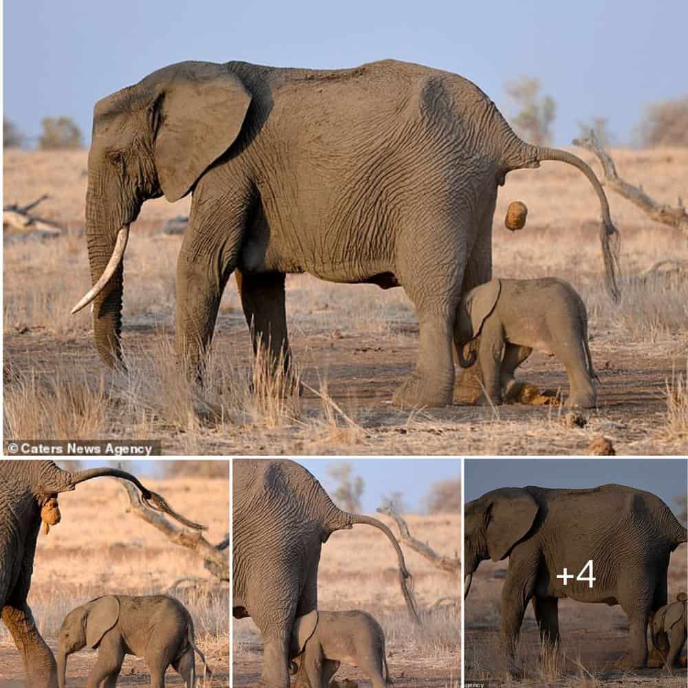 Adorable Surprise: Baby Elephant's Playful Moment with Mom Takes a ...