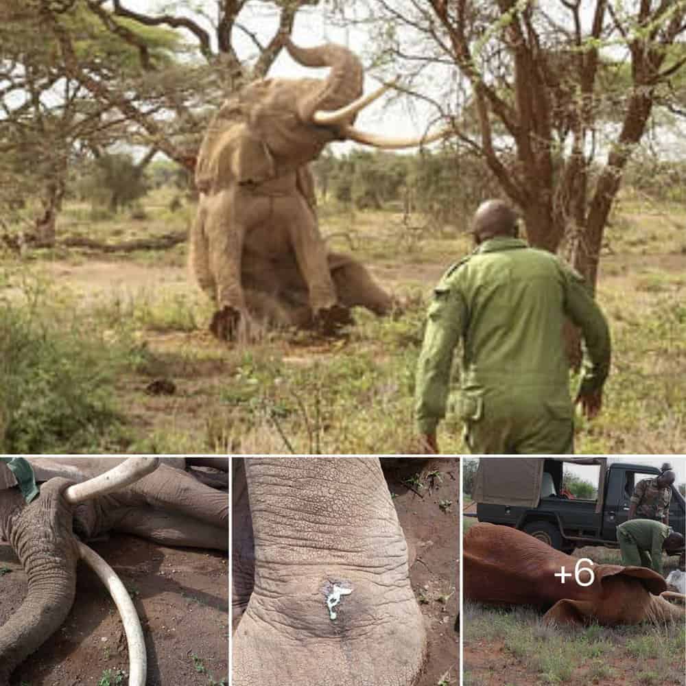 Brave Aerial Rescue: Vet Flies to Save Injured Elephant in Amboseli ...
