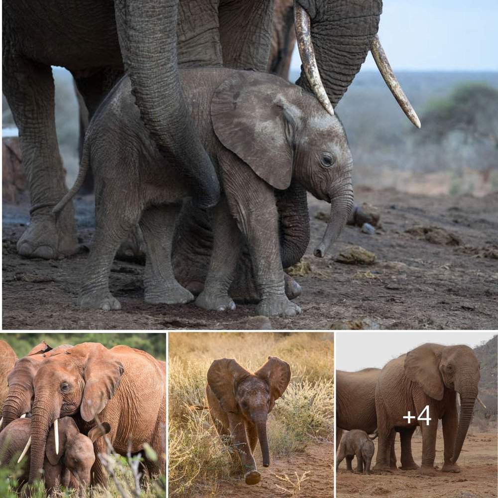 Celebrating New Life: Orphaned Elephants Welcome a Precious Arrival