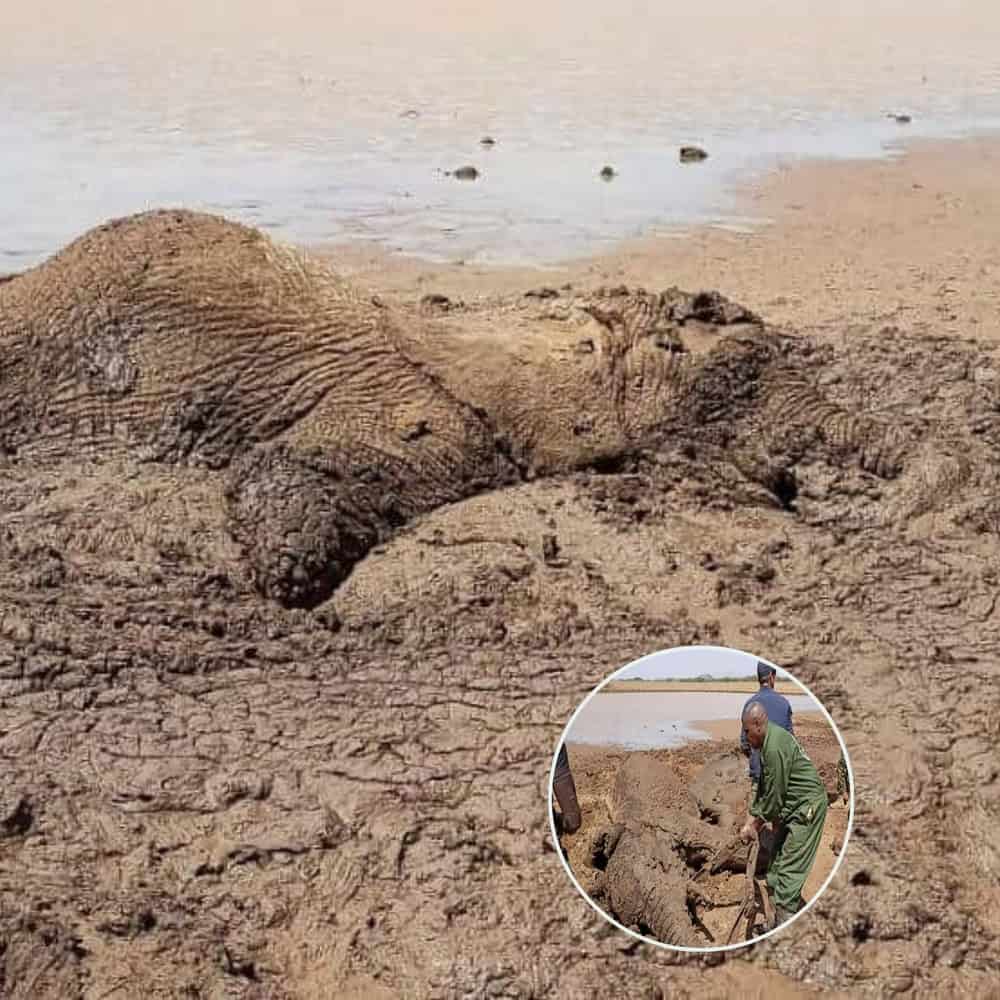 Collaborative Efforts Lead to Successful Elephant Rescues in Kenya