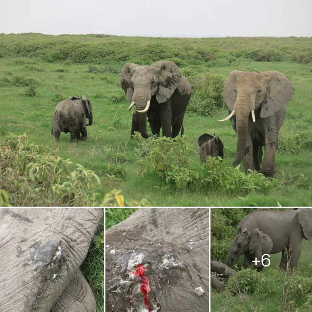 Daring Wildlife Rescue: Injured Elephant's Tale of Triumph Over Weeks ...