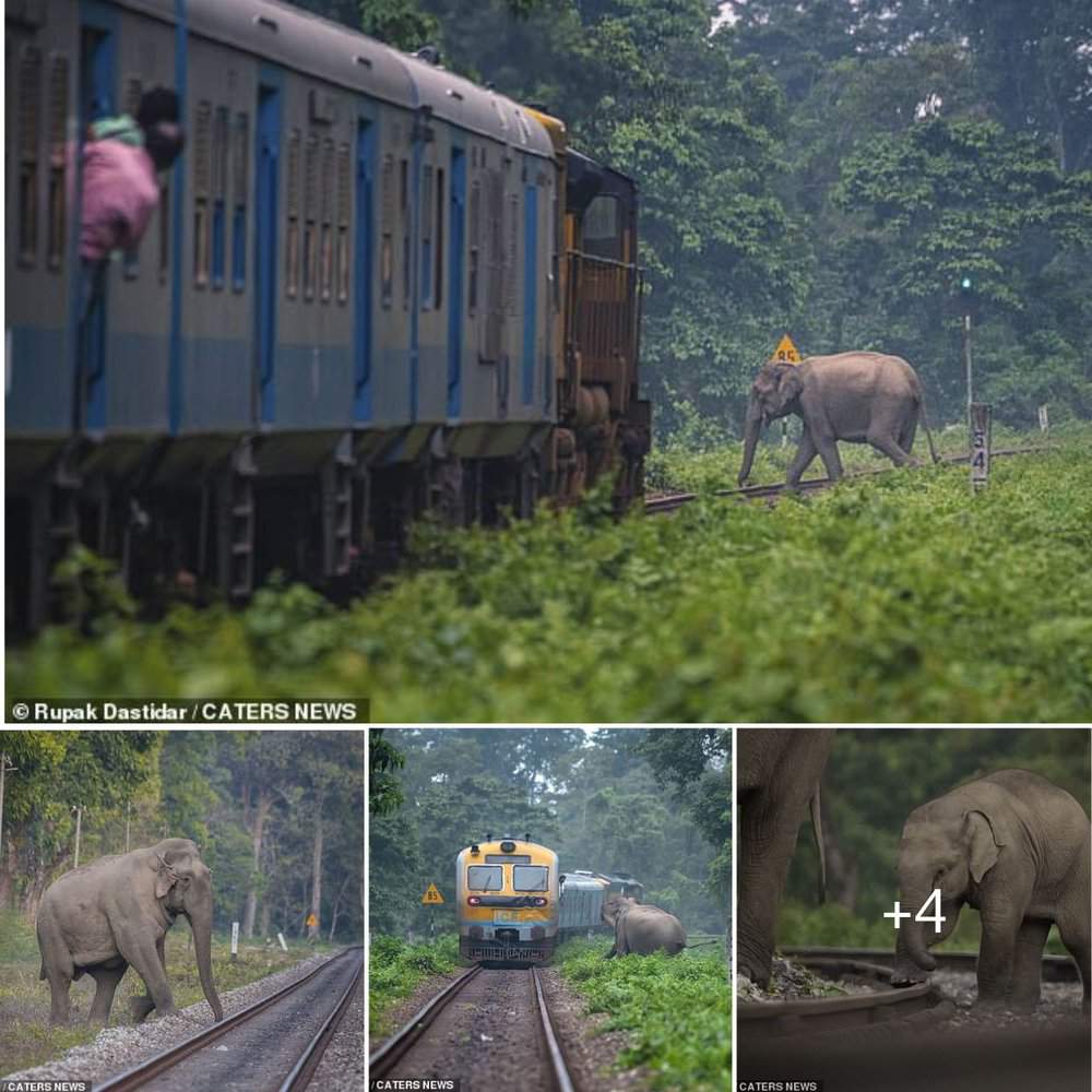 Miraculous Elephant Birth: A Triumph In Wildlife Conservation