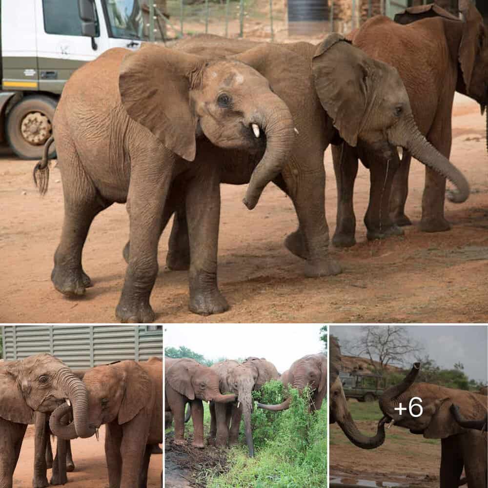 Elephant Oasis: A Strategic Move to Tsavo's Ideal Habitat Amidst Recent ...