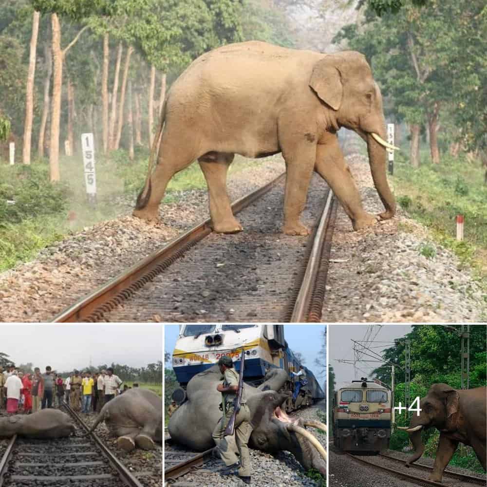 Heartwarming Collaboration: Rescuing a Trapped Elephant Unites Heroes ...