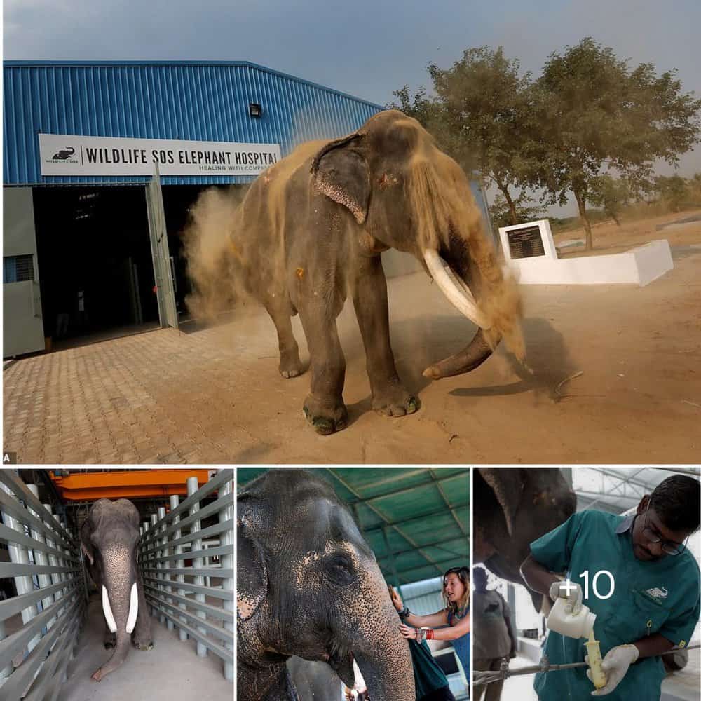 India's Pioneering Elephant Hospital: Rescuing Entertainment Industry ...