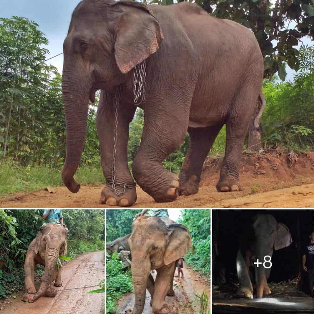 KaBu's Triumph: A Resilient Elephant Emerges from Decades of Suffering
