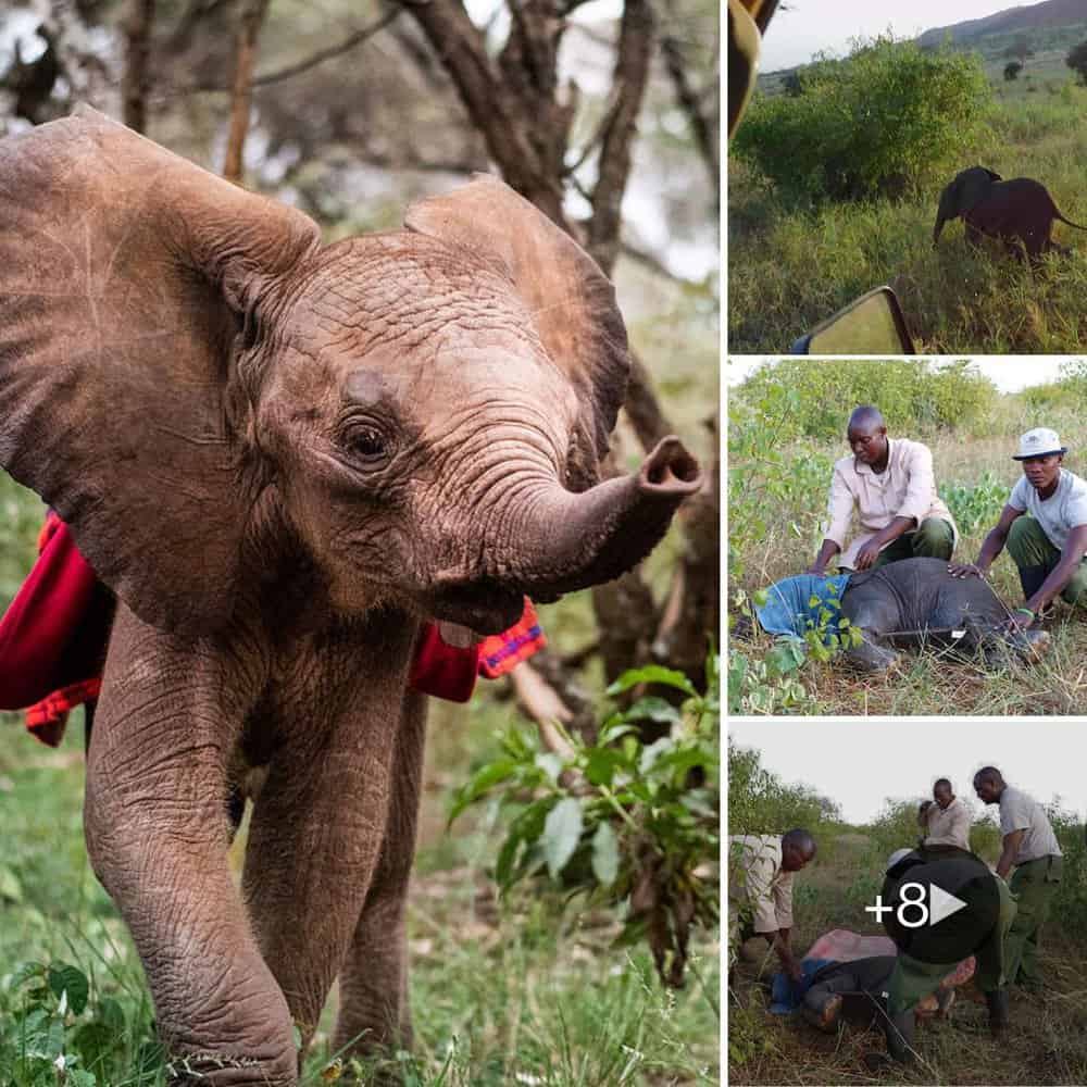 Mzinga's Tale: A Tiny Elephant's Triumph over Adversity