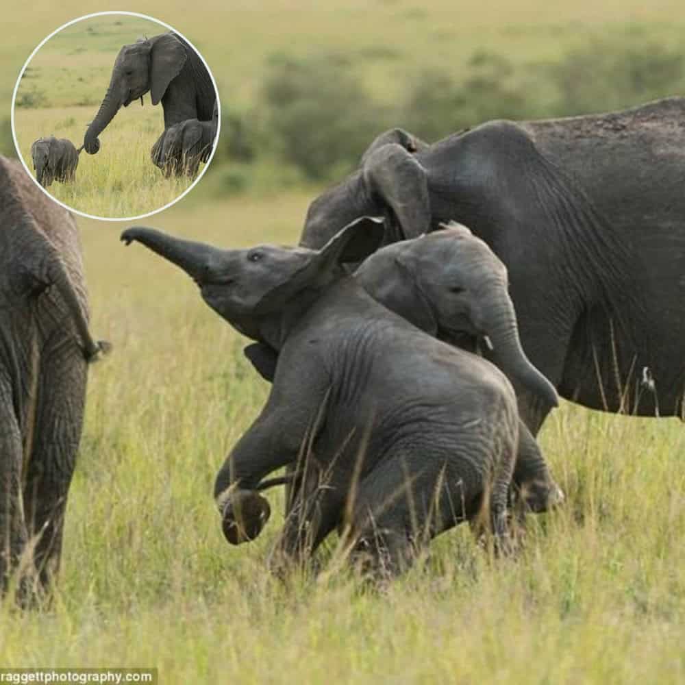 Playful Baby Elephants Spread Joy in the African Wilderness