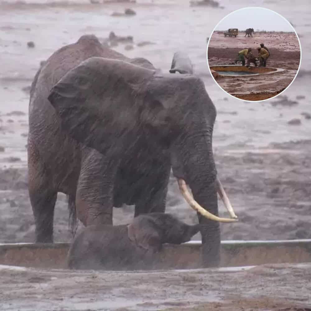 Rescue Efforts Save Newborn Elephant from Drowning in Tsavo National Park