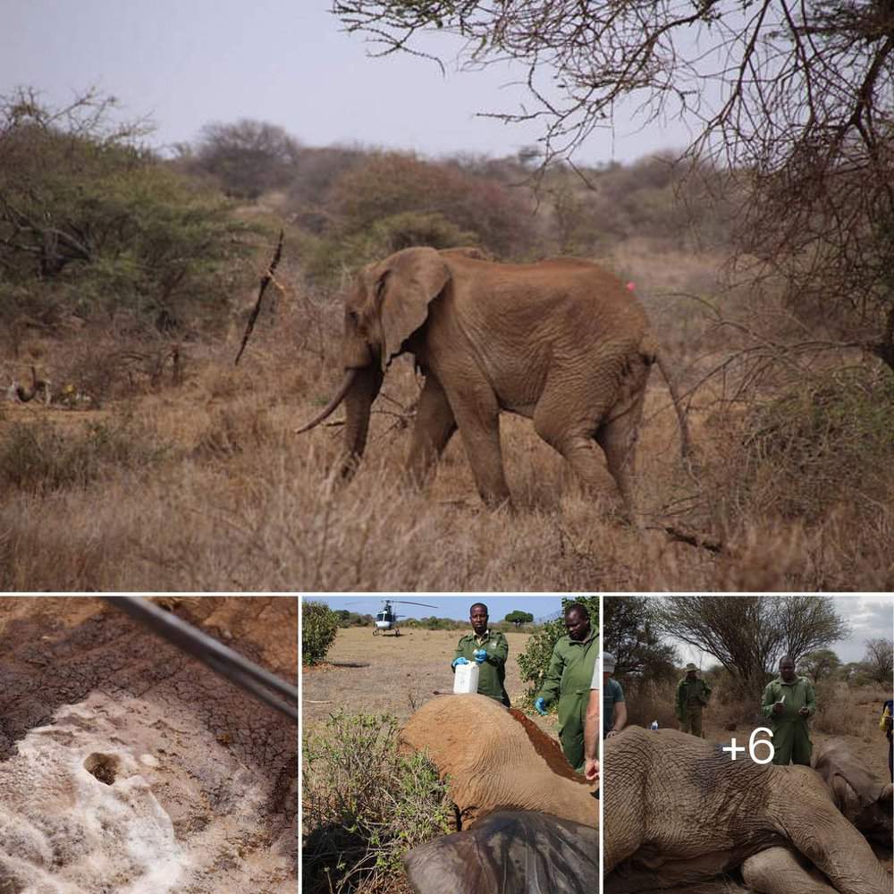 Rescue and Recovery: Veterinary Heroes Heal Wounded Elephant with ...