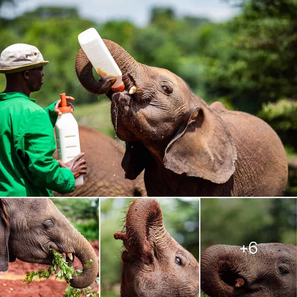 The Internet's Darling: Meet the Adorable Elephant Devouring 3 Milk ...