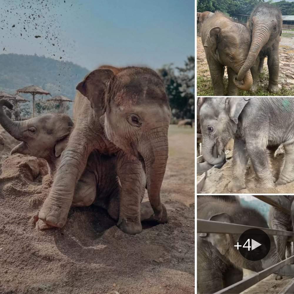 Unbreakable Bonds: Adorable Baby Elephants Find Love and Friendship in ...
