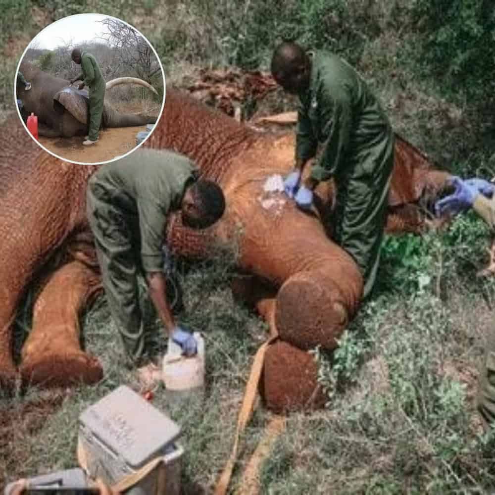 [Video] Wildlife Team Saves Critically Injured Elephant in Remarkable ...