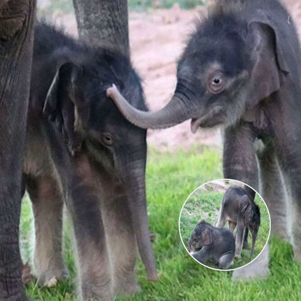 [Video] Rare Elephant Twins Born at Rosamond Gifford Zoo Bring Joy