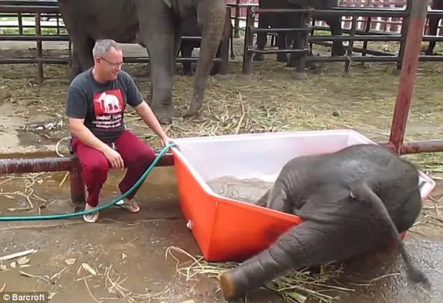 Double Trouble's Joyous Dip: A Young Elephant's Playful Water Adventure