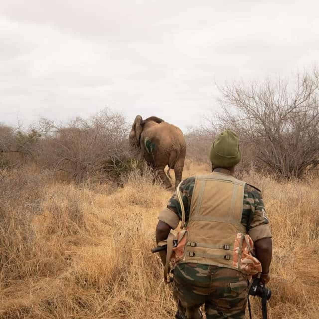 Wildlife Heroes: Rescuing a Bull, Elephant and Zebra in a Marathon of ...