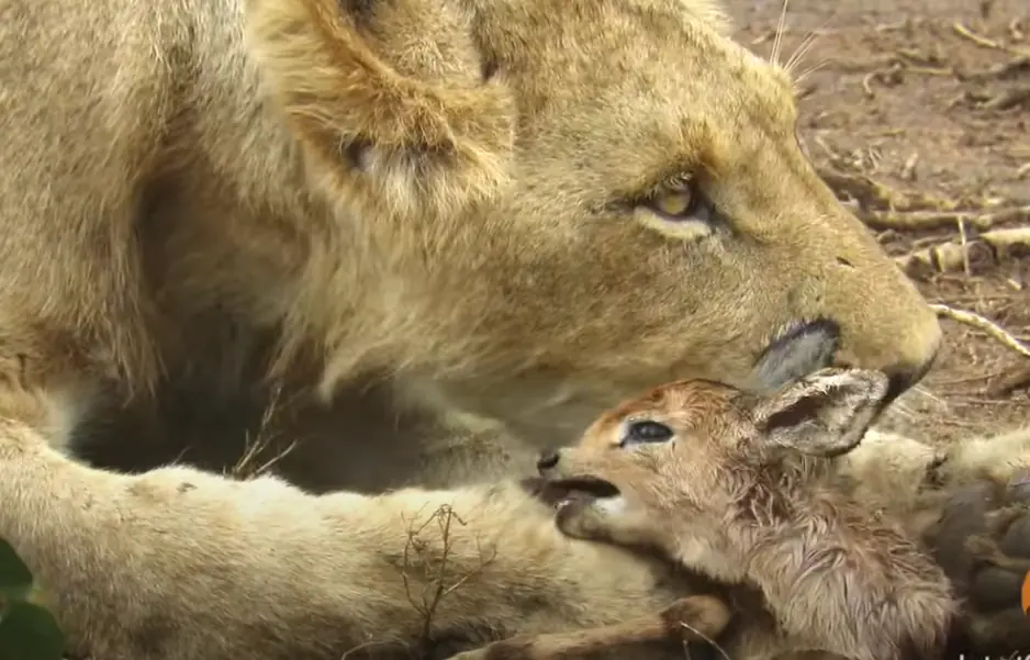 Unexpected Friendship: Lions Forging a Touching Bond with Baby Antelope ...