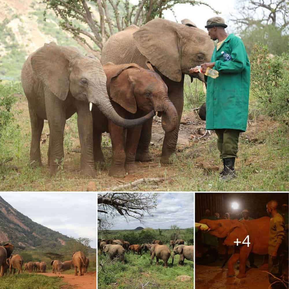 A Majestic Migration: Ukame, Wanjala, and Galla's Unforgettable Journey ...