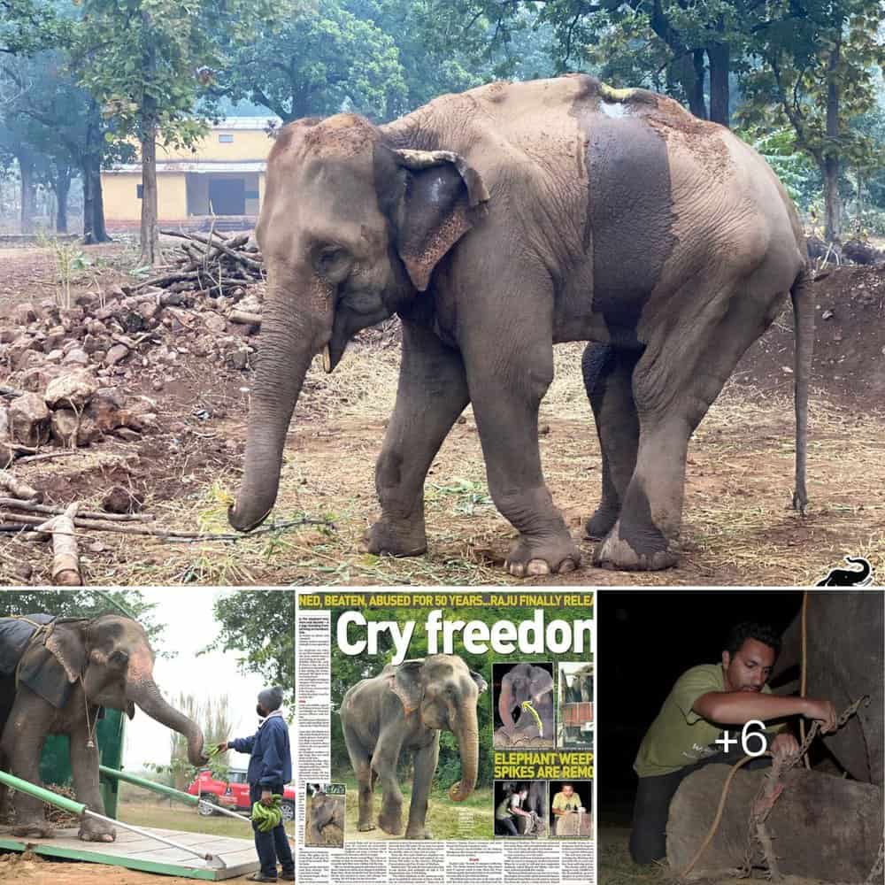 Breaking Free: Elephant's 50-Year Captivity Ends in Tears of Redemption.