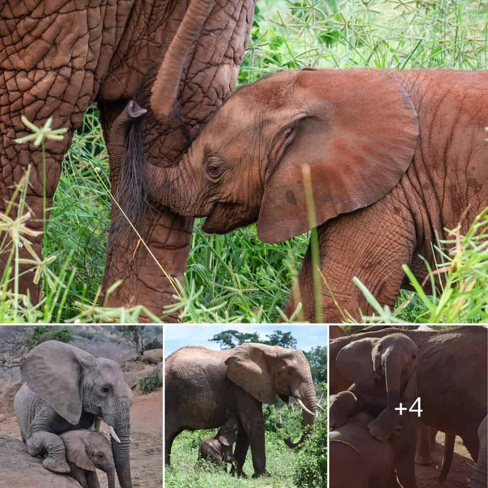 Celebrating New Life: A Trio of Elephant Mothers Showcases the Triumph ...