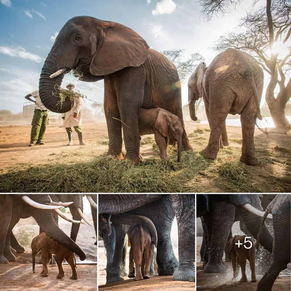 Heartbreaking Loss: Ithumba Mourns the Tragic Fate of Newborn Elephant ...