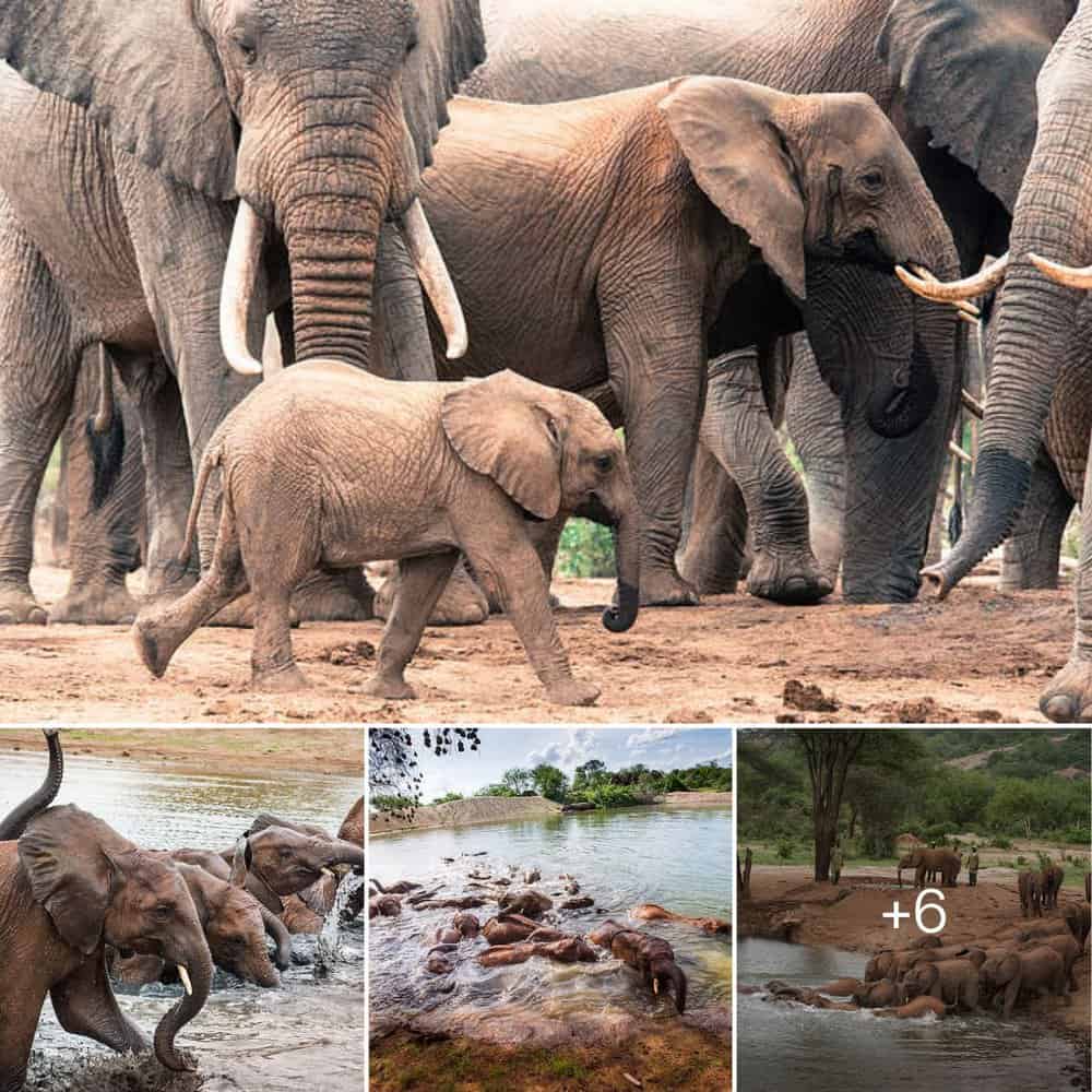 Ithumba's Enchanting Transformation: A Celebration of Life in Tsavo's ...
