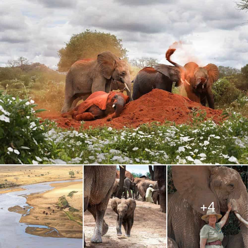 Miraculous Journeys: How Orphaned Elephants Find Hope and Leadership in ...