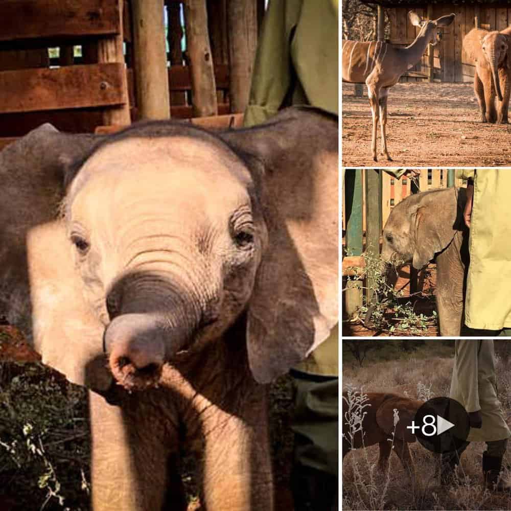 Miraculous Rescue: The Heartwarming Tale of Thamana, the Surprise Baby ...