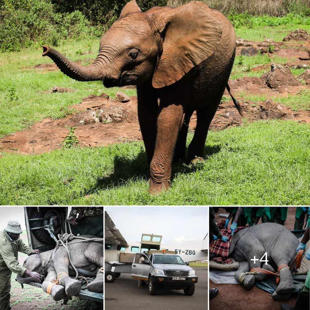 Naboishu's Remarkable Resilience: A Heartening Tale of an Elephant Calf ...