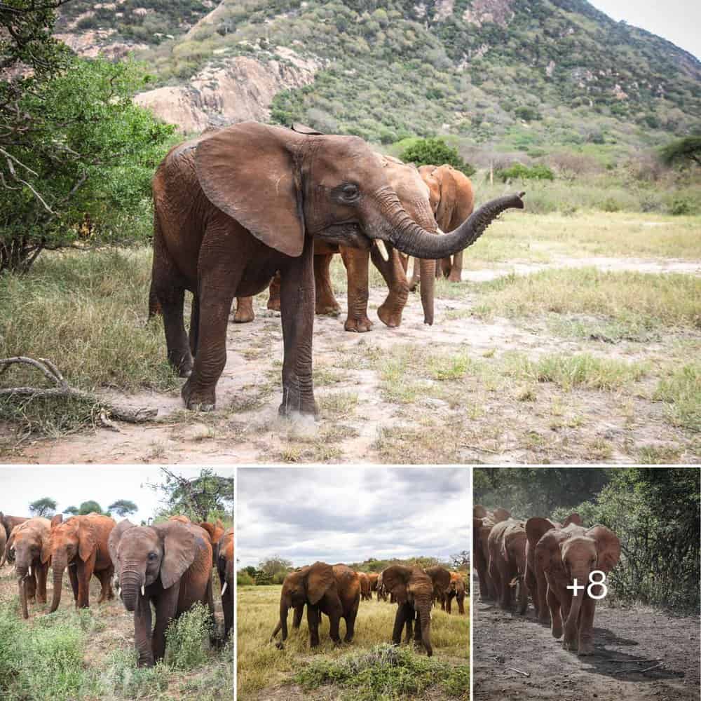 Remembering Maisha: The Heartfelt Tale of an Elephant's Unexpected Journey Beyond
