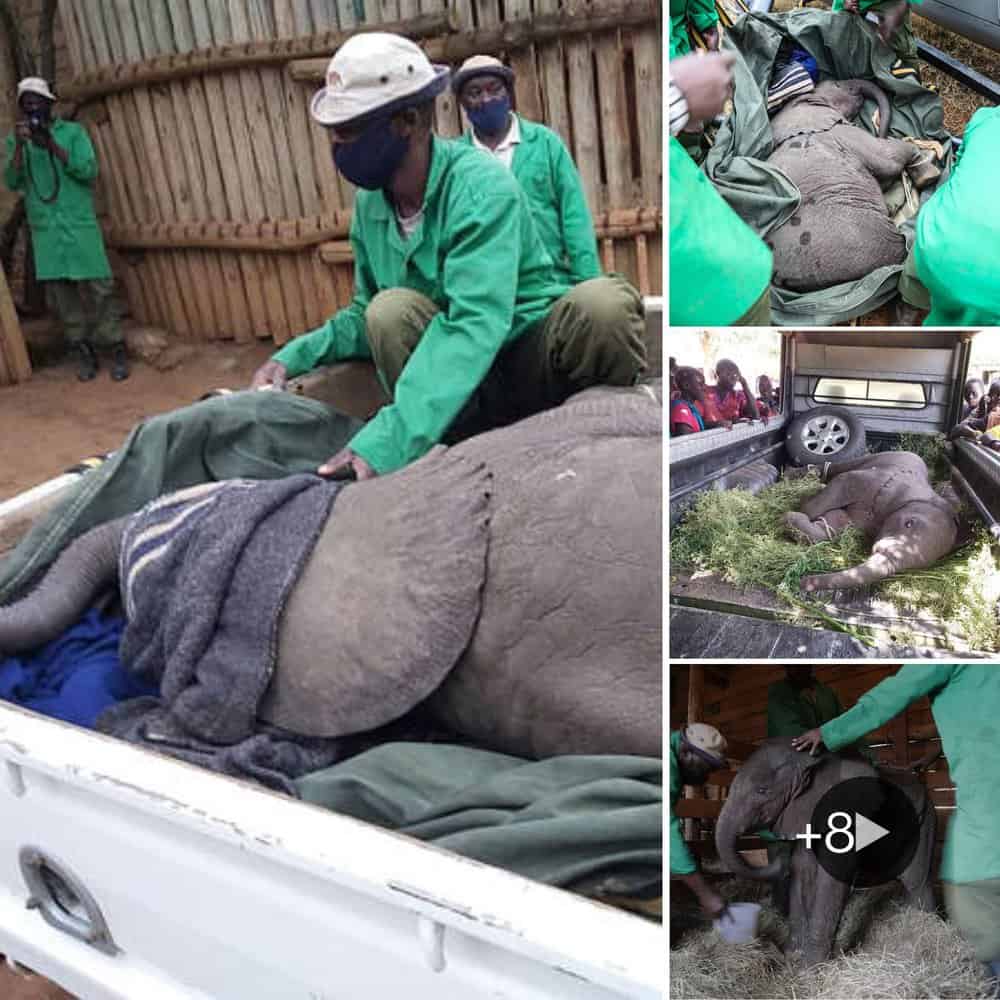 Resilience Amidst Chaos: Kerrio's Journey from Abandonment to Hope