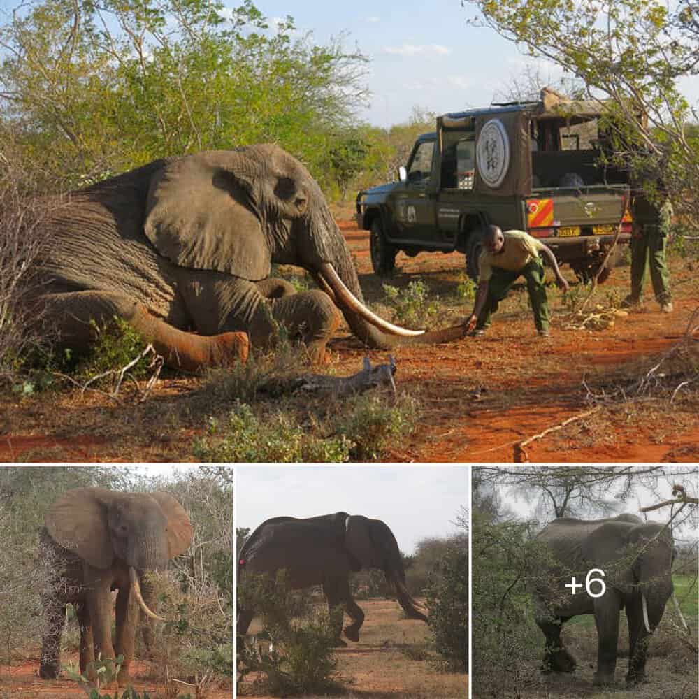 Survival Symphony: The Heroic Tale of an Elephant Battling Dual ...