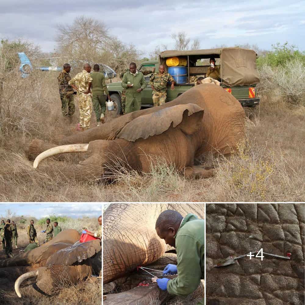 Tragedy Strikes Iconic Tsavo Elephant – Brave Efforts to Save One ...