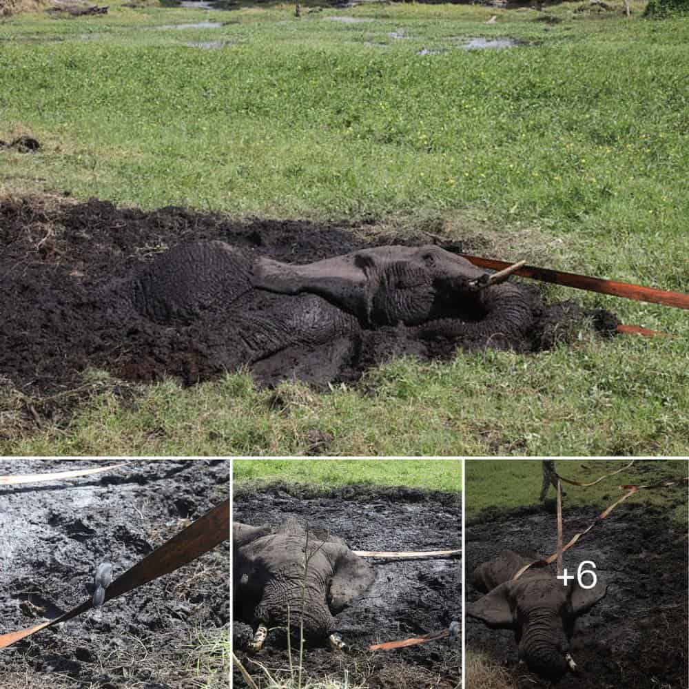 Tsavo's Heroic Day: Uniting Forces to Rescue Elephants Facing Peril