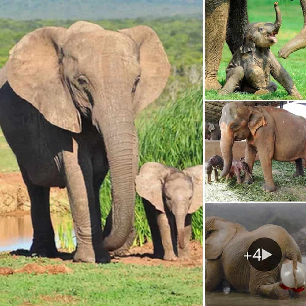 Unveiling the Marvels: The Extraordinary World of Elephant Pregnancy ...