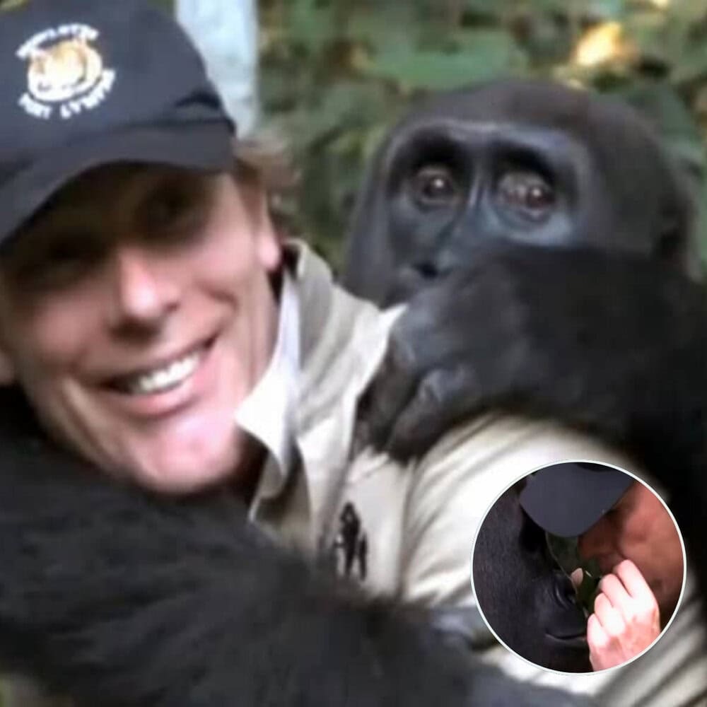[Video] Heartwarming Reunion: Conservationist Aspinall and Gorilla ...