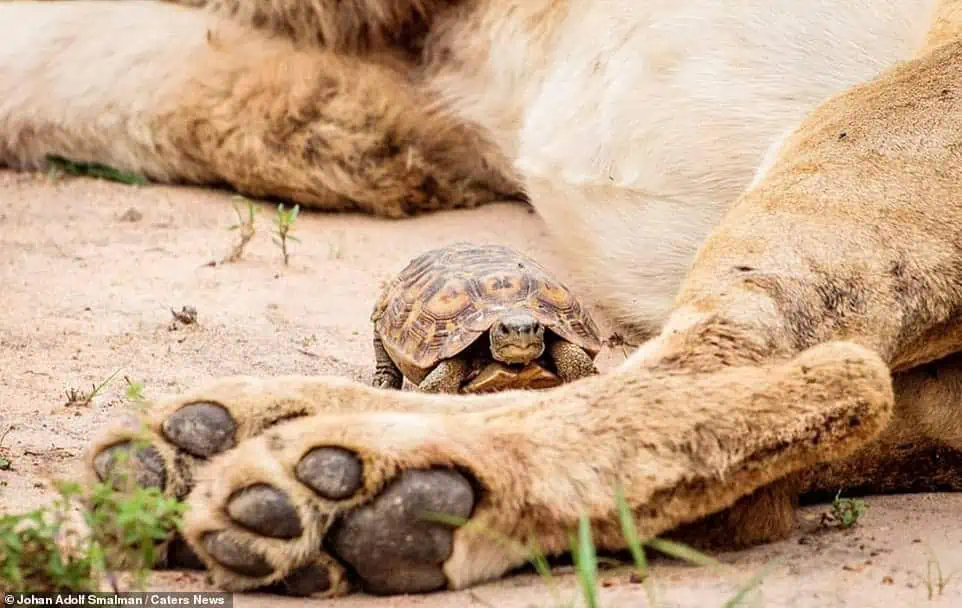 [Video] Tortoise Takes a Bold Leap Over Sleeping Lion in South Africa