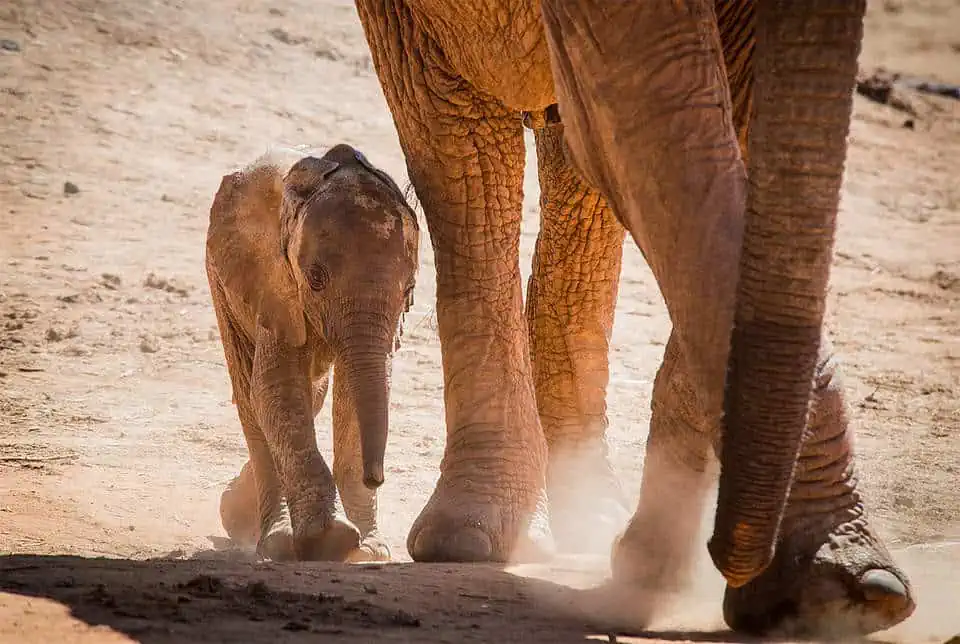 Ithumba's Enchanting Transformation: A Celebration of Life in Tsavo's ...
