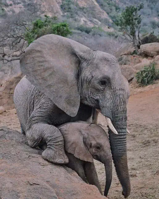 Celebrating New Life: A Trio of Elephant Mothers Showcases the Triumph ...