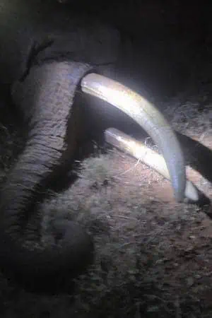 A Heroic Rescue: Elephant Translocation Ensures Safety for All