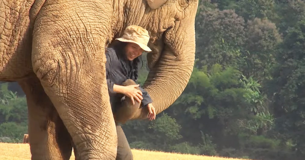 Heartwarming Affection: Elephants Show Love for Their Favorite Human