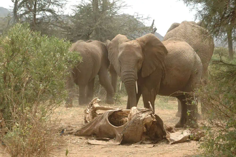 A Tearful Farewell: Elephant's Emotional Goodbye to a Departed Companion