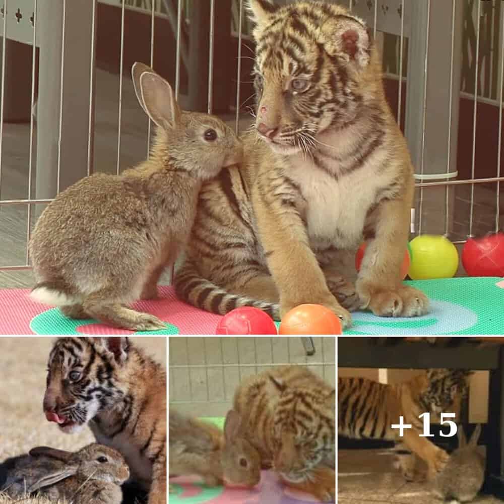 Unlikely Bond: Adorable Tiger Cub and Rabbit Form Unbreakable ...