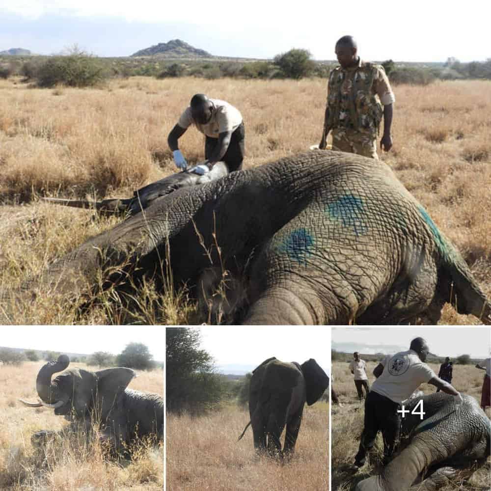 A Miraculous Rescue: Rehabilitating a Young Elephant with a Leg ...